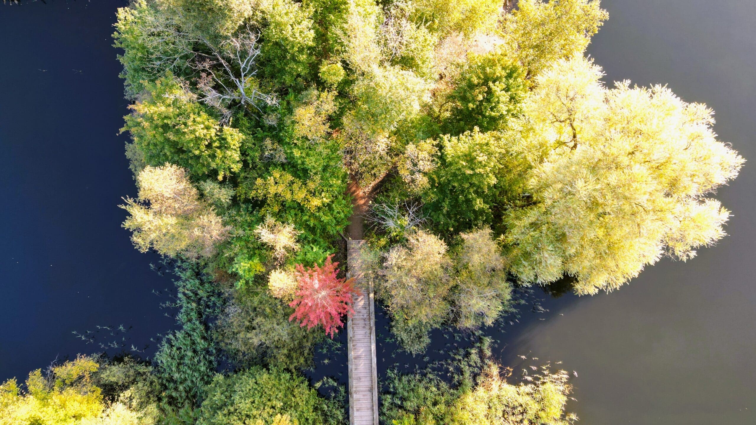 AI skal hjælpe Høje Tastrup Kommune med at øge biodiversiteten | Gate 21